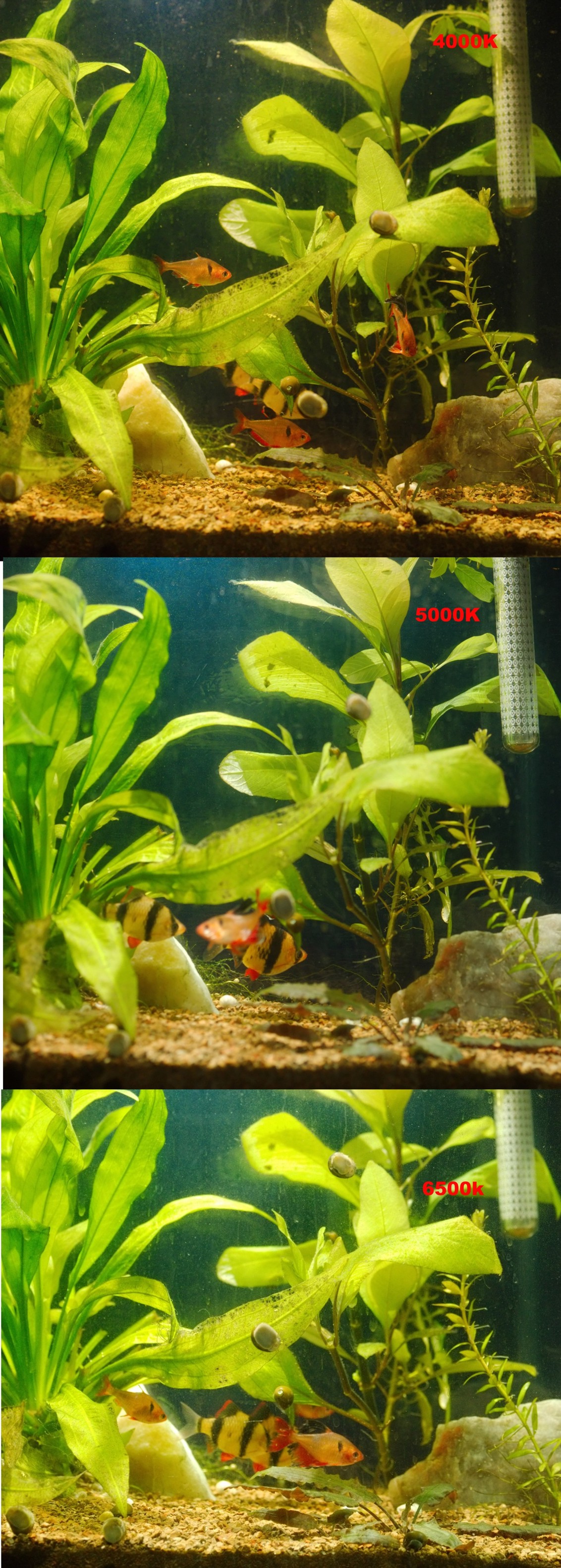 Just a small followup on the "fresh fish" COB (95CRI) | The Planted ...