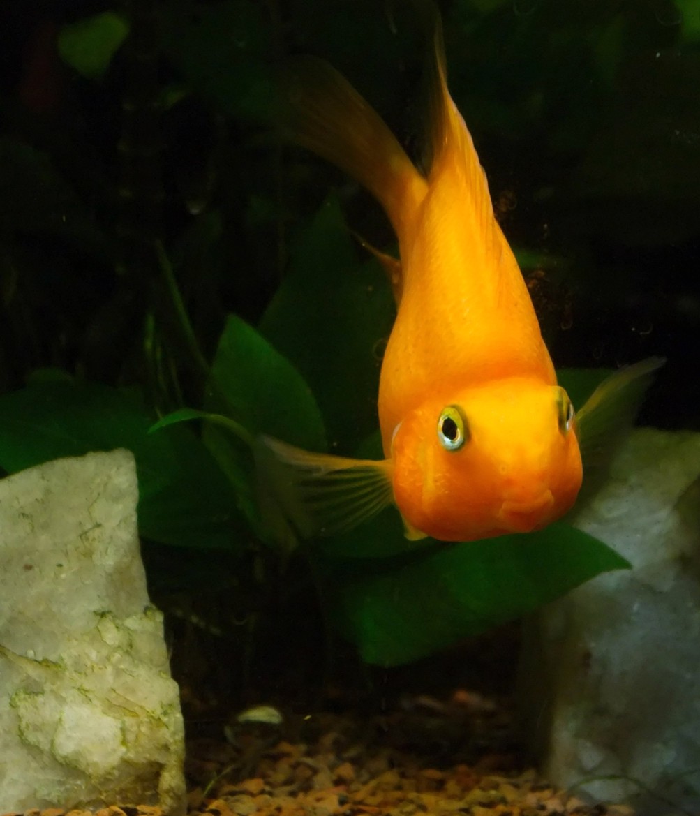 Random Fish Photos | Page 2 | The Planted Tank Forum