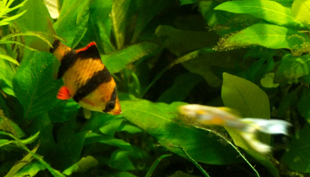 Random Fish Photos | Page 2 | The Planted Tank Forum